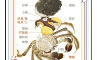 螃蟹哪些部位不能吃_图解去蟹腮蟹心步骤