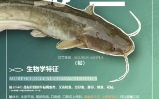 鲶鱼贵还是黑鱼贵_哪个更值得买