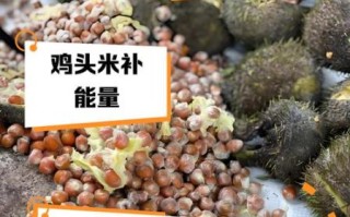 鸡头米的功效与作用_什么人不适合吃鸡头米