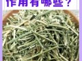 穿心莲图片长什么样_穿心莲的功效与作用有哪些