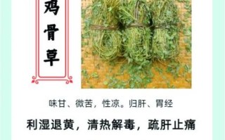 鸡骨草叶的功效与作用_鸡骨草叶怎么泡水喝
