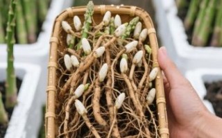 芦笋苗怎么种_芦笋苗多久能采收