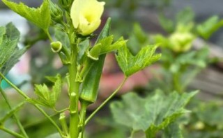 秋葵树长什么样_秋葵树图片特征