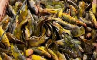 黄辣丁养殖一亩利润_黄辣丁养殖成本与收益