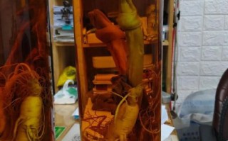 鹿鞭泡酒用什么酒最好_鹿鞭泡酒配方比例是多少