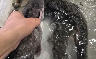 鲶鱼怎么杀_鲶鱼怎么清洗