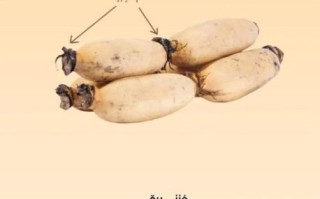 藕节的功效与作用_藕节能止血吗