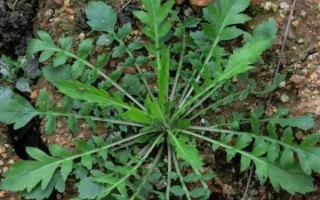 地菜子有什么功效_地菜子怎么吃效果最好