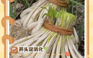 荞头叶子长什么样_荞头叶子能吃吗