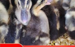 鸭苗价格多少钱一只_鸭苗价格行情最新走势