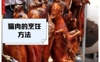猫肉怎么做好吃_猫肉烹饪方法大全