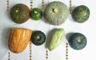 南瓜和倭瓜的区别_倭瓜和南瓜哪个好吃