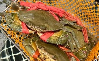 黄油蟹多少钱一斤2020_2020年黄油蟹价格走势