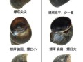 淡水螺类大全名称_如何辨别常见淡水螺