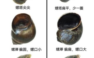 淡水螺类大全名称_如何辨别常见淡水螺