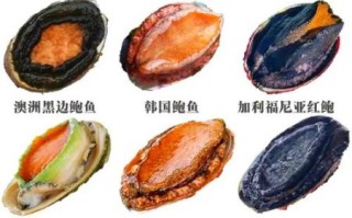 鲍鱼是鱼类吗_鲍鱼属于什么动物