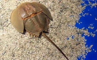 鲎多少钱一只_鲎价格行情