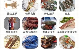 龙虾种类有哪些_如何区分淡水龙虾和海水龙虾