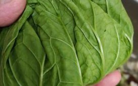 东北菜包饭怎么做_正宗东北菜包饭做法