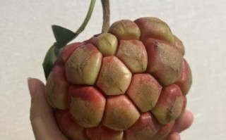 番荔枝多少钱一斤2021_2021年番荔枝价格行情