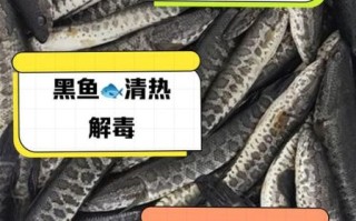 黑鱼是发物吗_有炎症能不能吃