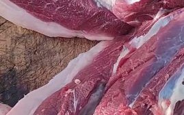 野猪肉能吃吗_野猪肉安全吗