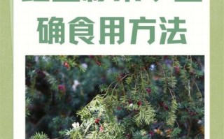 红豆杉果实能吃吗_红豆杉果实功效与作用