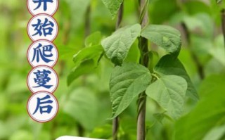 长豆角什么时候播种最合适_长豆角种植技术与管理