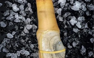 象拔蚌是大象的哪个部位_象拔蚌名字由来