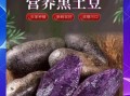 黑土豆怎么做_黑土豆的营养价值