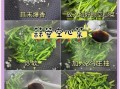 蒜泥空心菜怎么炒_空心菜炒多久才脆
