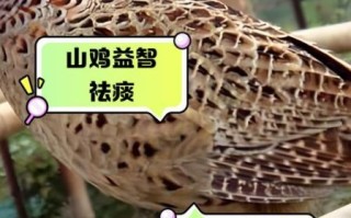 野山鸡能吃吗_野山鸡怎么吃才安全