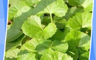 马蹄草的功效与作用_马蹄草怎么吃