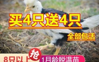 贵妃鸡市场价多少一只_贵妃鸡价格行情