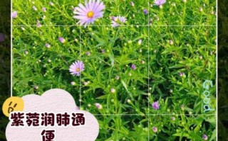 紫苑中药的功效与作用_紫苑能治哪些病