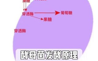 酵母菌发酵原理_酵母菌发酵需要哪些条件