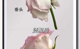 玫瑰花怎么养才不会枯萎_玫瑰枯萎原因及解决方法