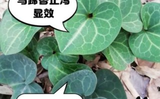 马蹄香长什么样_马蹄香图片怎么辨别真假