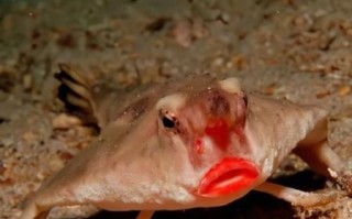 蝙蝠鱼长什么样子_蝙蝠鱼有毒吗