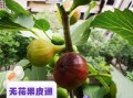 无花果可以带皮吃吗_无花果皮能吃吗