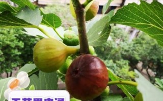 无花果可以带皮吃吗_无花果皮能吃吗