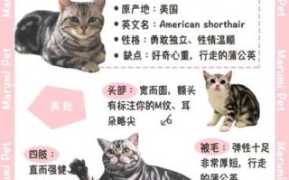 起司猫一般多少钱一只_起司猫价格影响因素