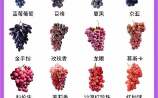 葡萄的种类有哪些_不同品种口感区别