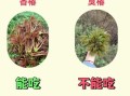 农村常见野菜有哪些_如何辨别可食用野菜