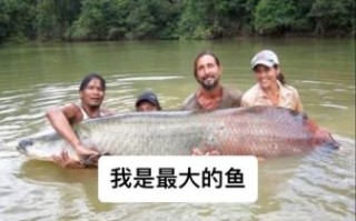 最大的淡水鱼是什么_能长多大