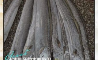 带鱼一出海就死_带鱼为什么一出海就死