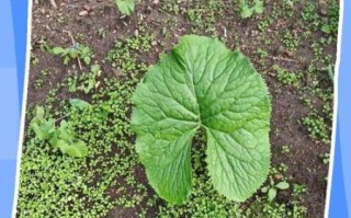 马蹄叶子长什么样_马蹄叶子图片特征