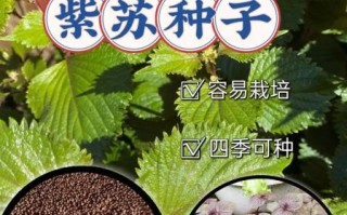 紫苏什么时候种_紫苏怎么种才能高产