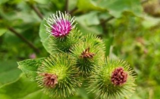 牛蒡是什么_牛蒡长什么样