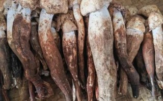 云南鸡枞菌图片_如何辨别真假鸡枞菌